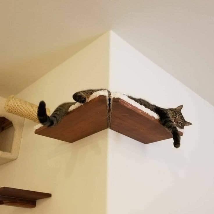 25 Idées Pour Les Amoureux Des Chats