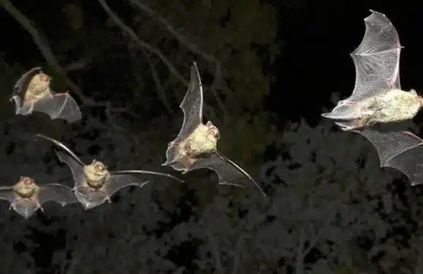 Chauve Souris : La Vraie Signification Spirituelle + Ses 9 Interprétations Chauve Souris : La Vraie Signification Spirituelle + Ses 9 Interprétations