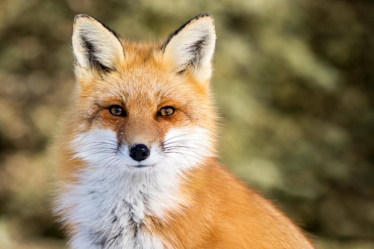 Renard : La Vraie Signification Spirituelle & Symbolique