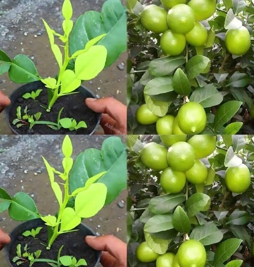 La méthode infaillible pour réussir vos boutures de citron en un mois La méthode infaillible pour réussir vos boutures de citron en un mois
